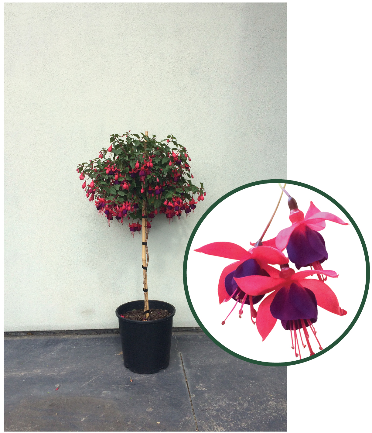 Plant Gallery – The Garden Guy