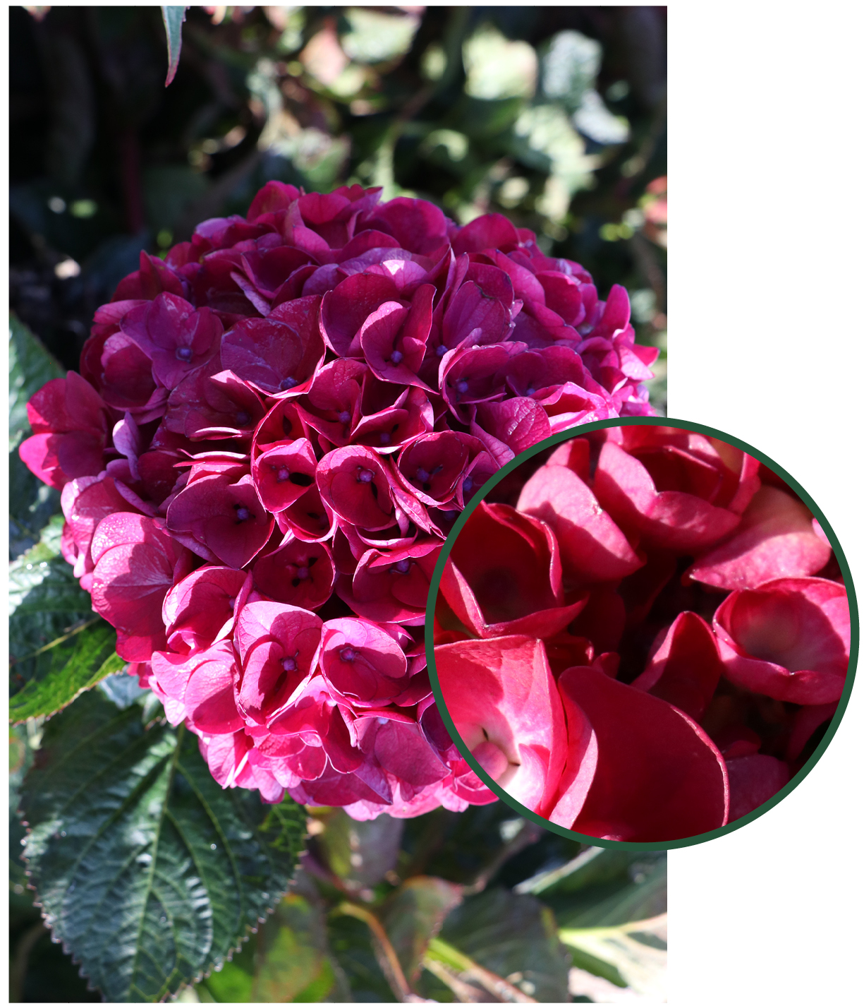 Plant Gallery – The Garden Guy