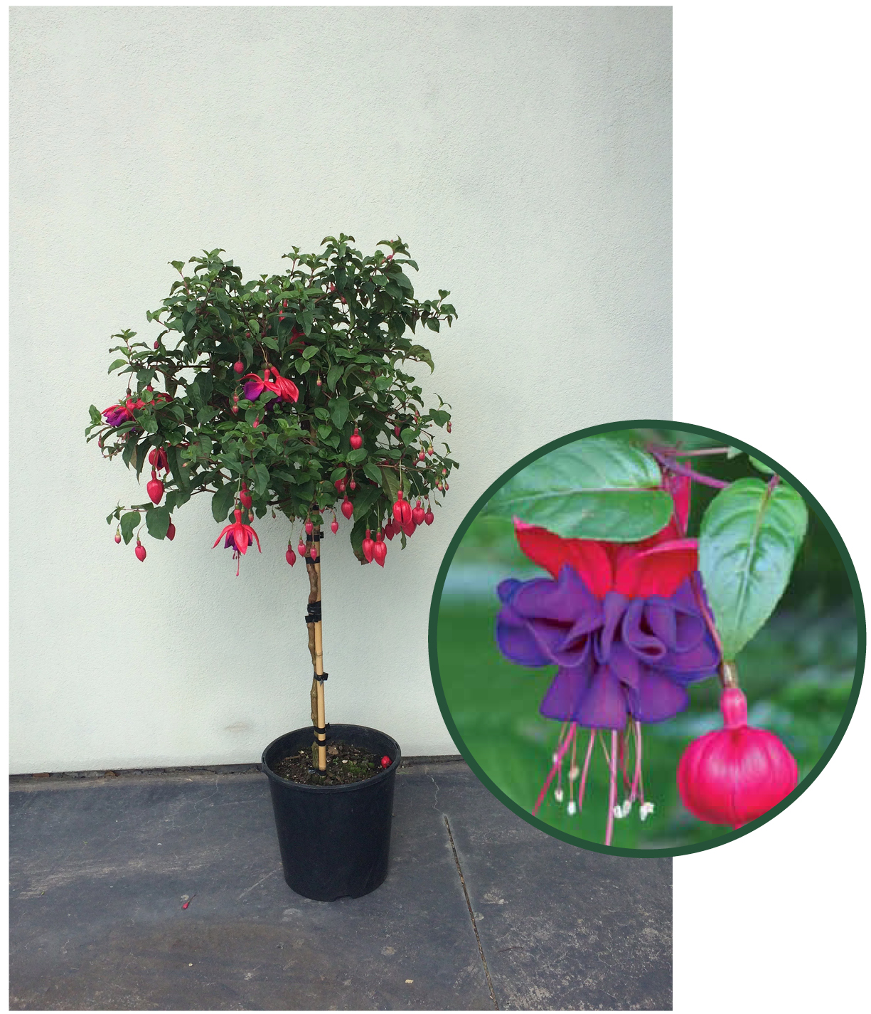 Plant Gallery – The Garden Guy