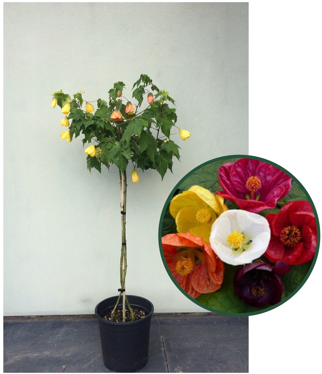 Plant Gallery – The Garden Guy